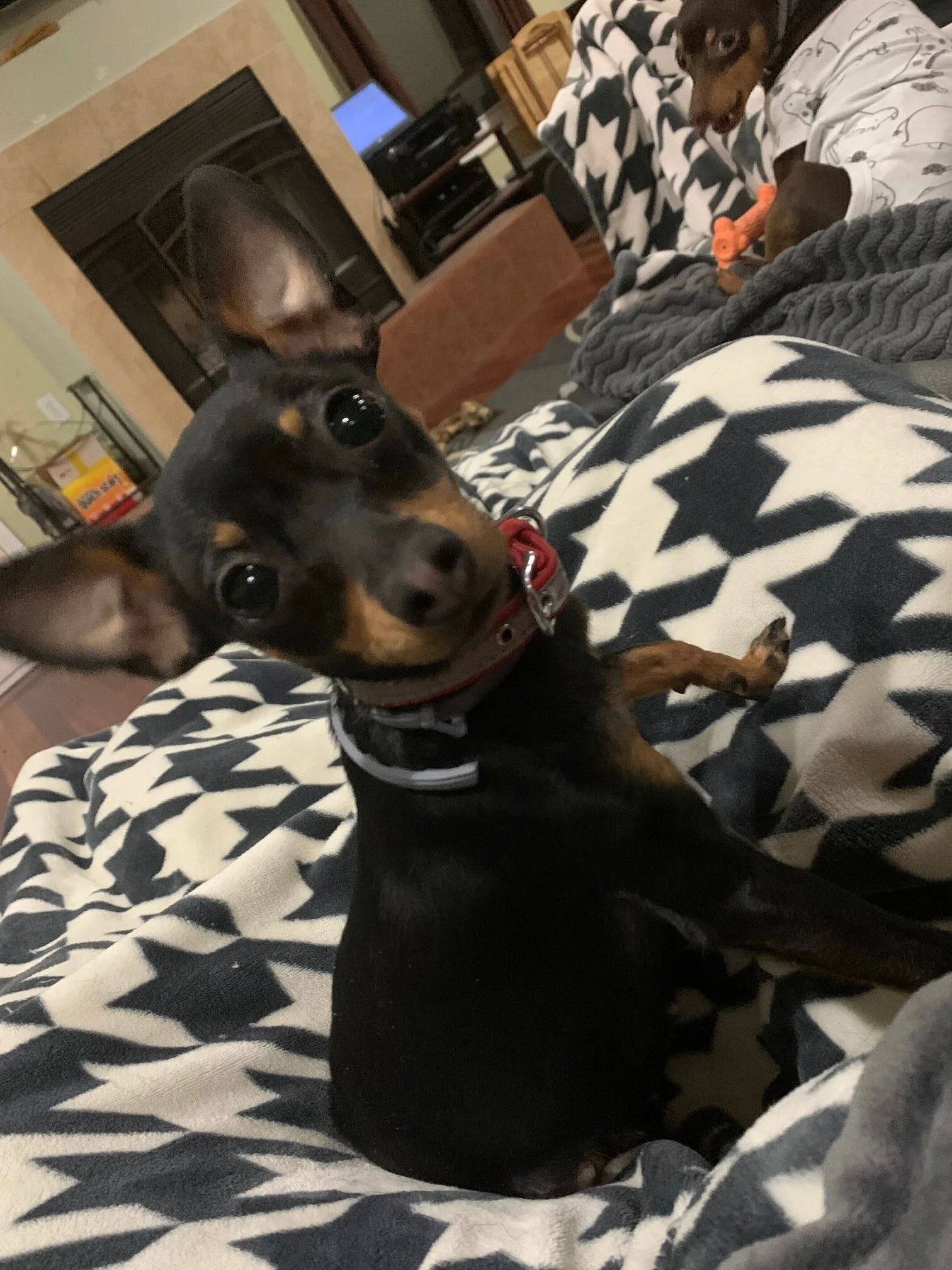 Beckett's Royal Ratters — Prague Ratter Club of America