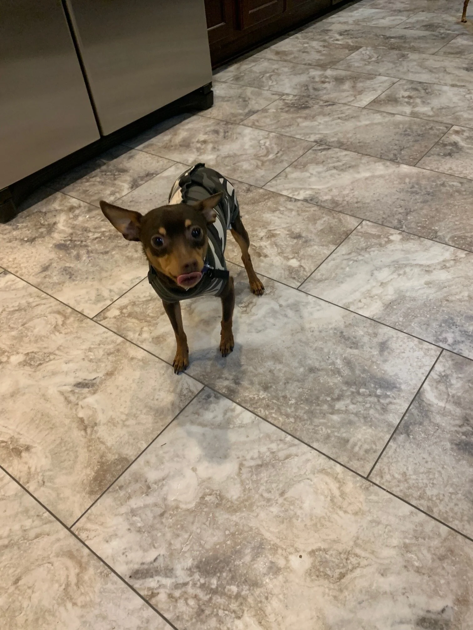 Beckett's Royal Ratters — Prague Ratter Club of America