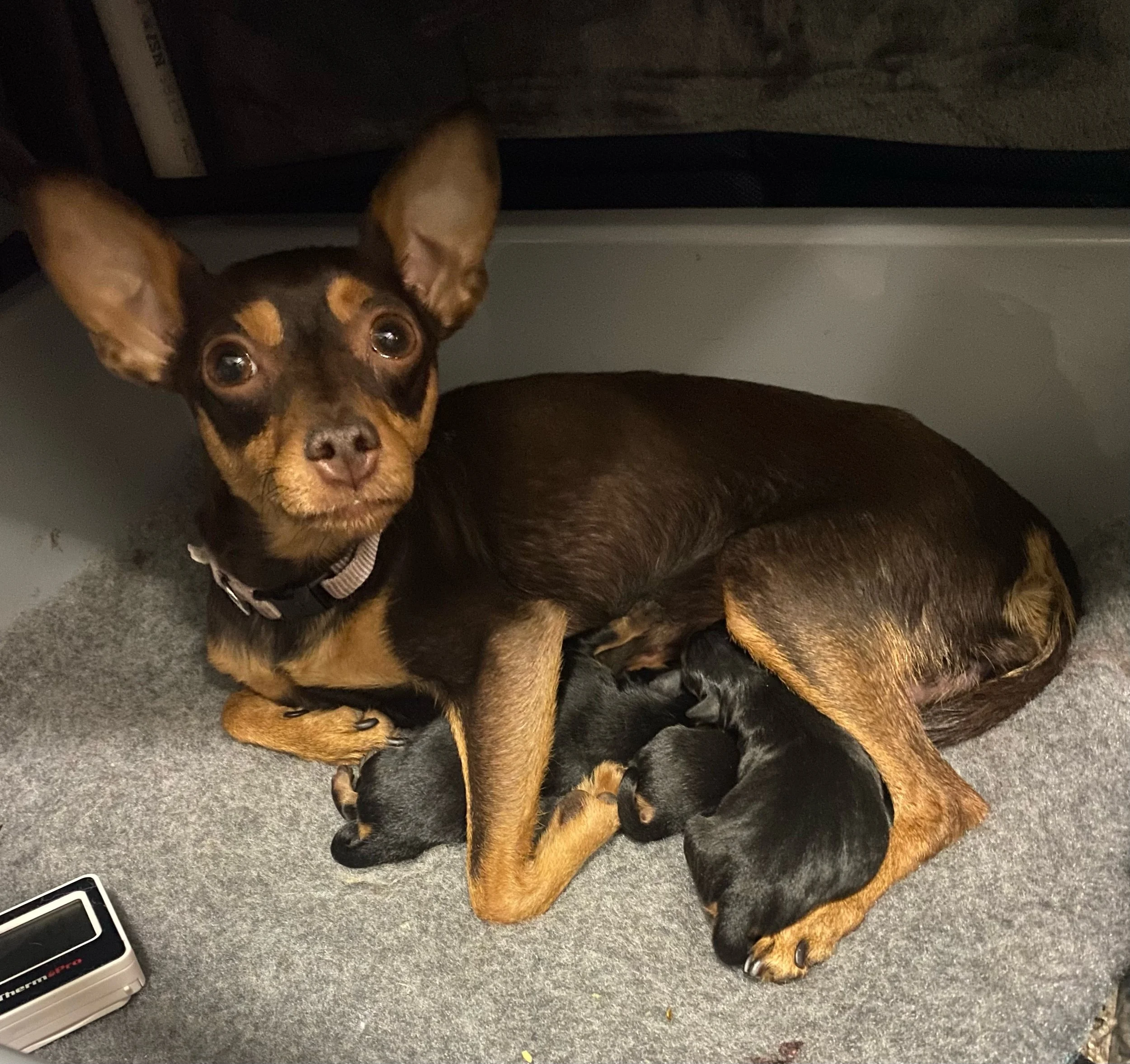 West Coast Prague Ratters — Prague Ratter Club of America