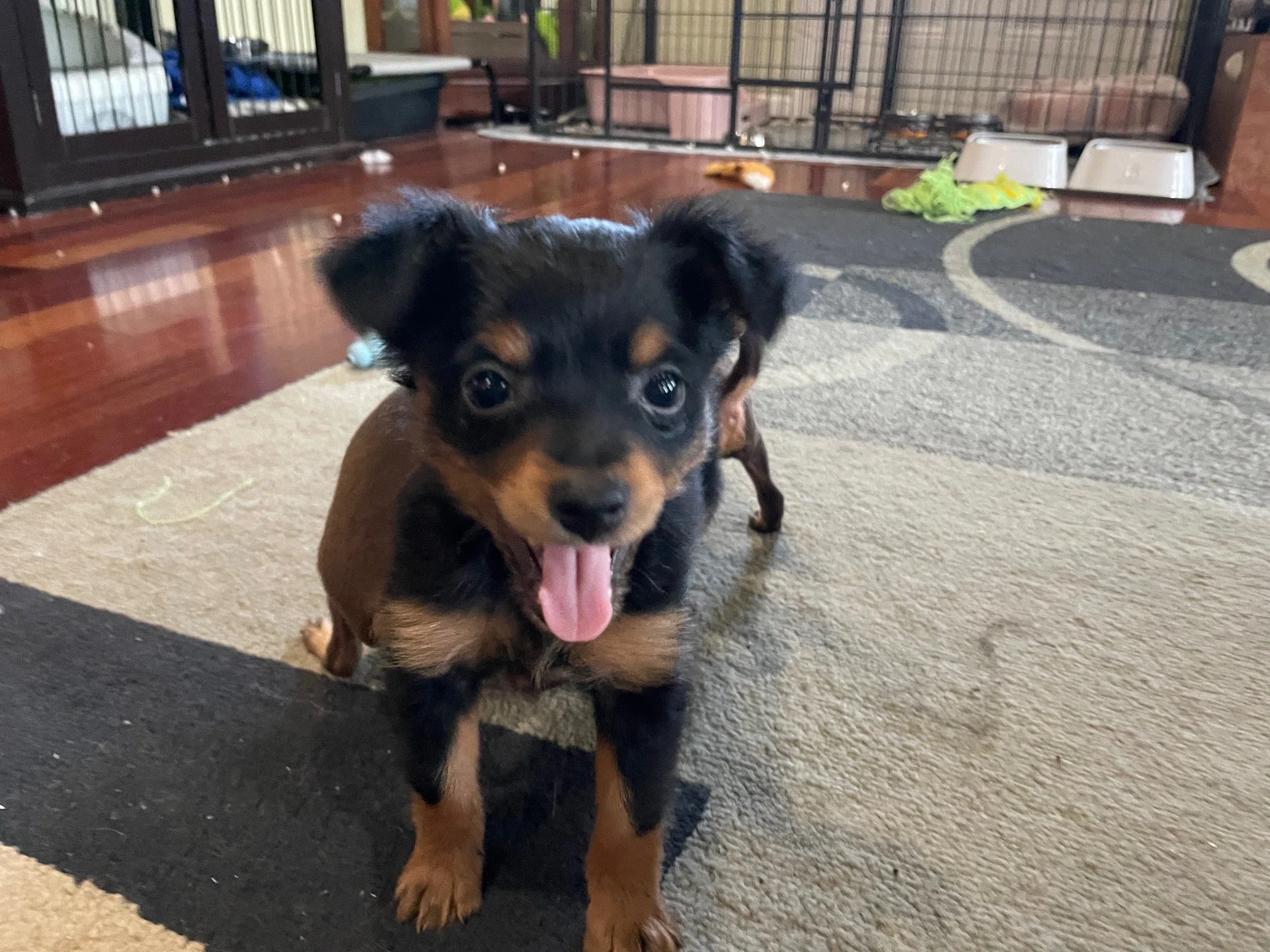 Beckett's Royal Ratters — Prague Ratter Club of America