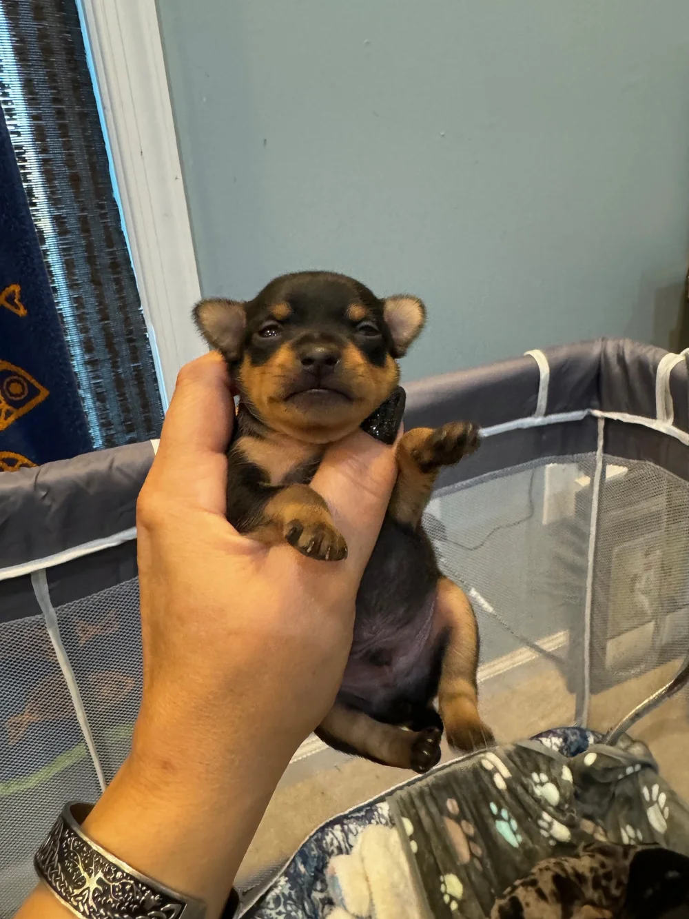 Beckett's Royal Ratters — Prague Ratter Club of America