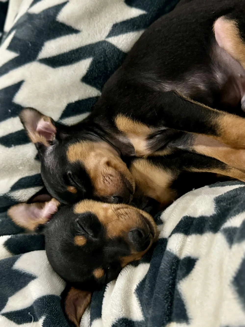 Beckett's Royal Ratters — Prague Ratter Club of America