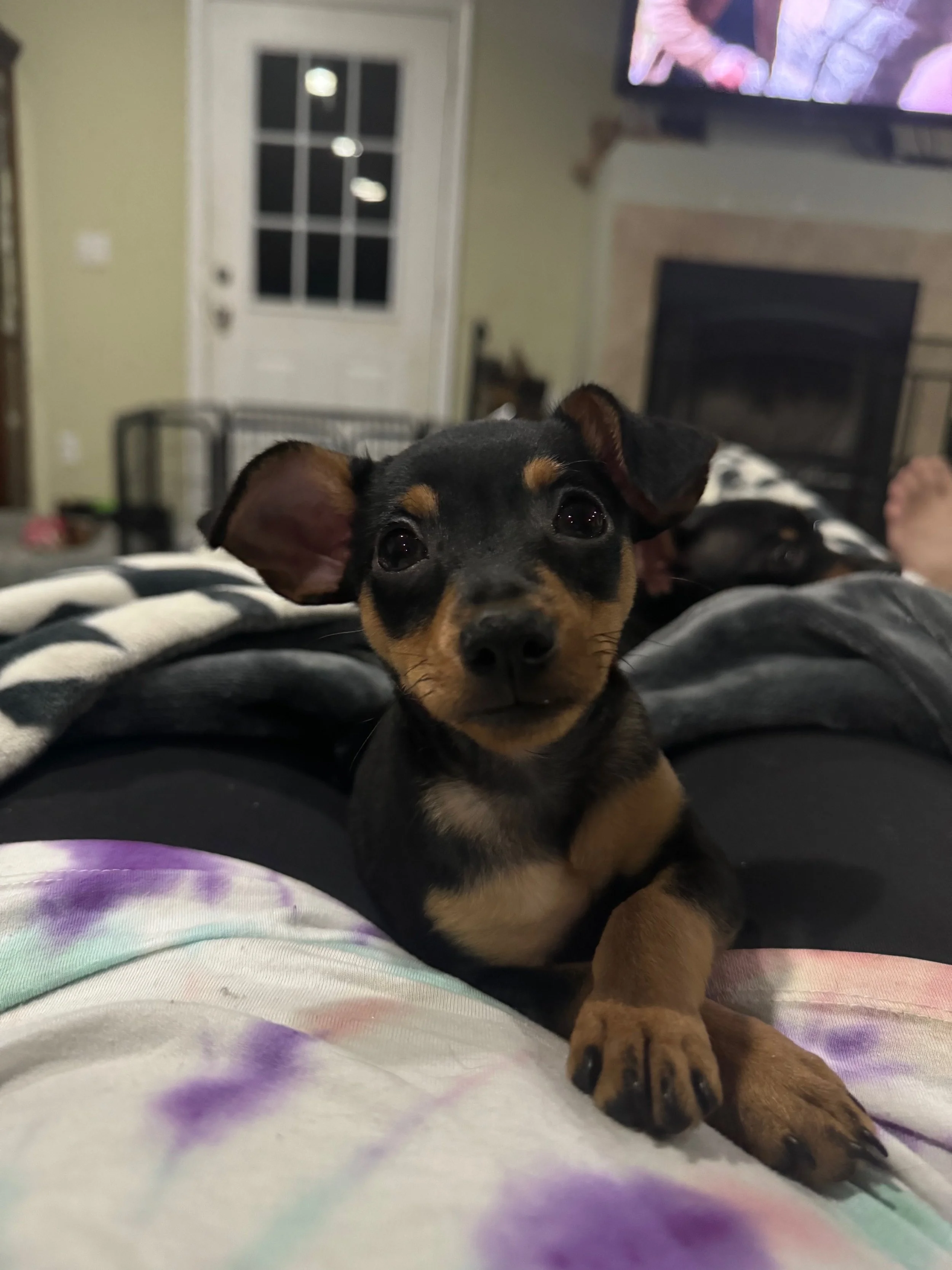 Beckett's Royal Ratters — Prague Ratter Club of America