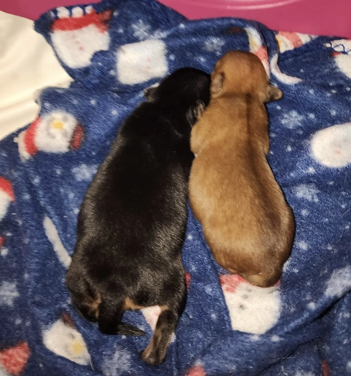 Lifeblood Kennels — Prague Ratter Club of America