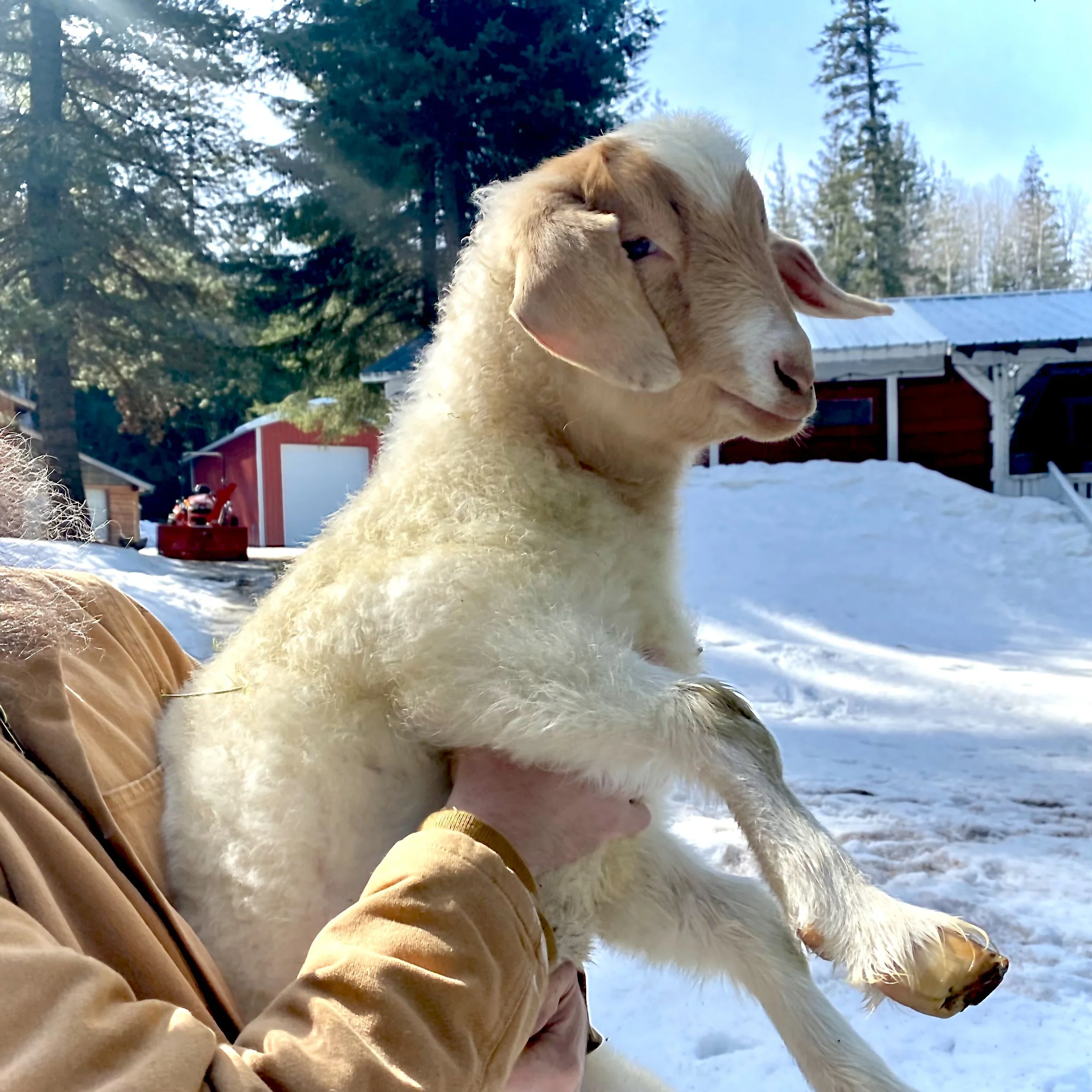 Baby Farm Animals For Sale