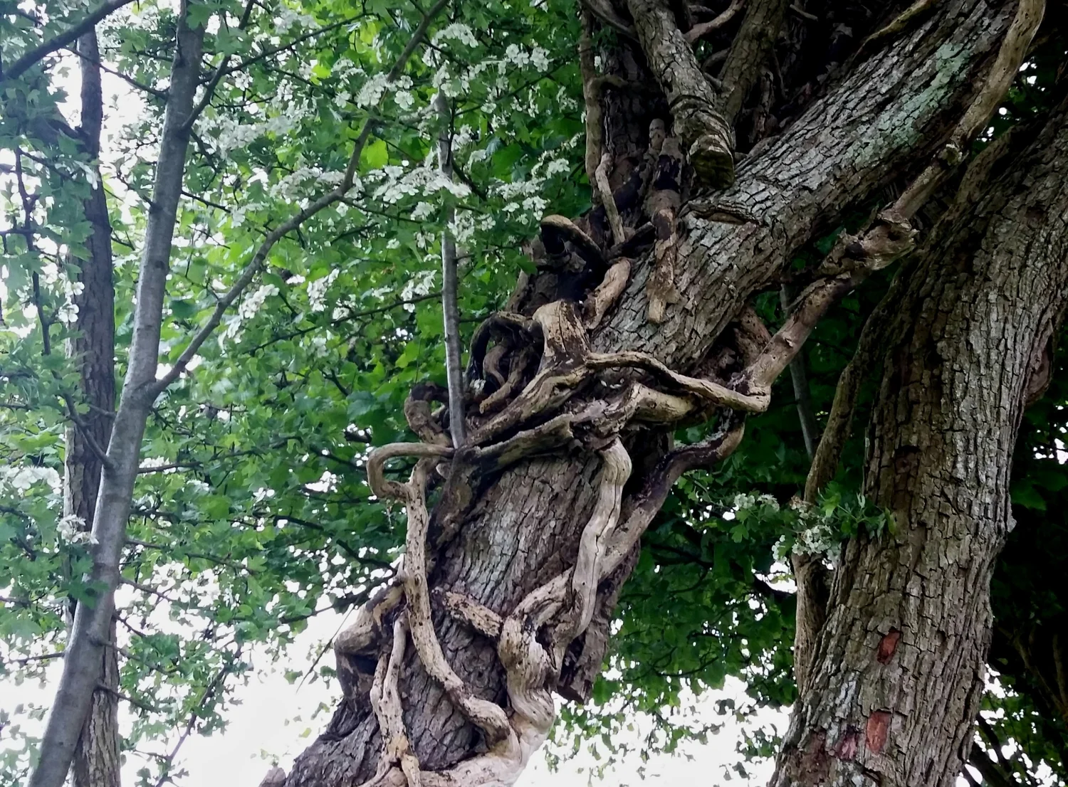 The Stories of Trees: Hazel — Creative Countryside