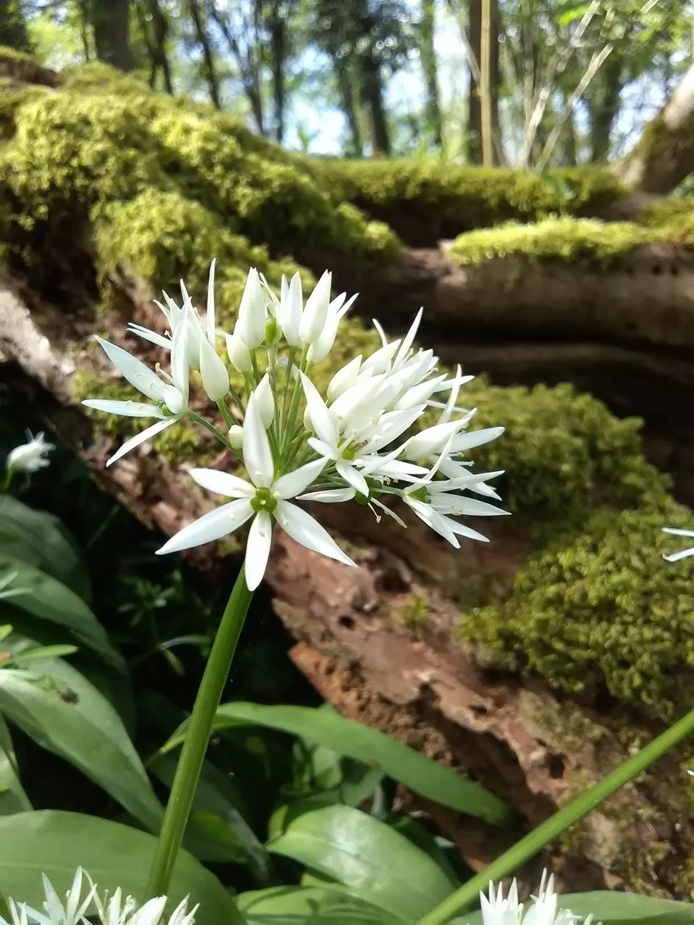 Creative in the Countryside: Saskia's Flower Essences — Creative ...