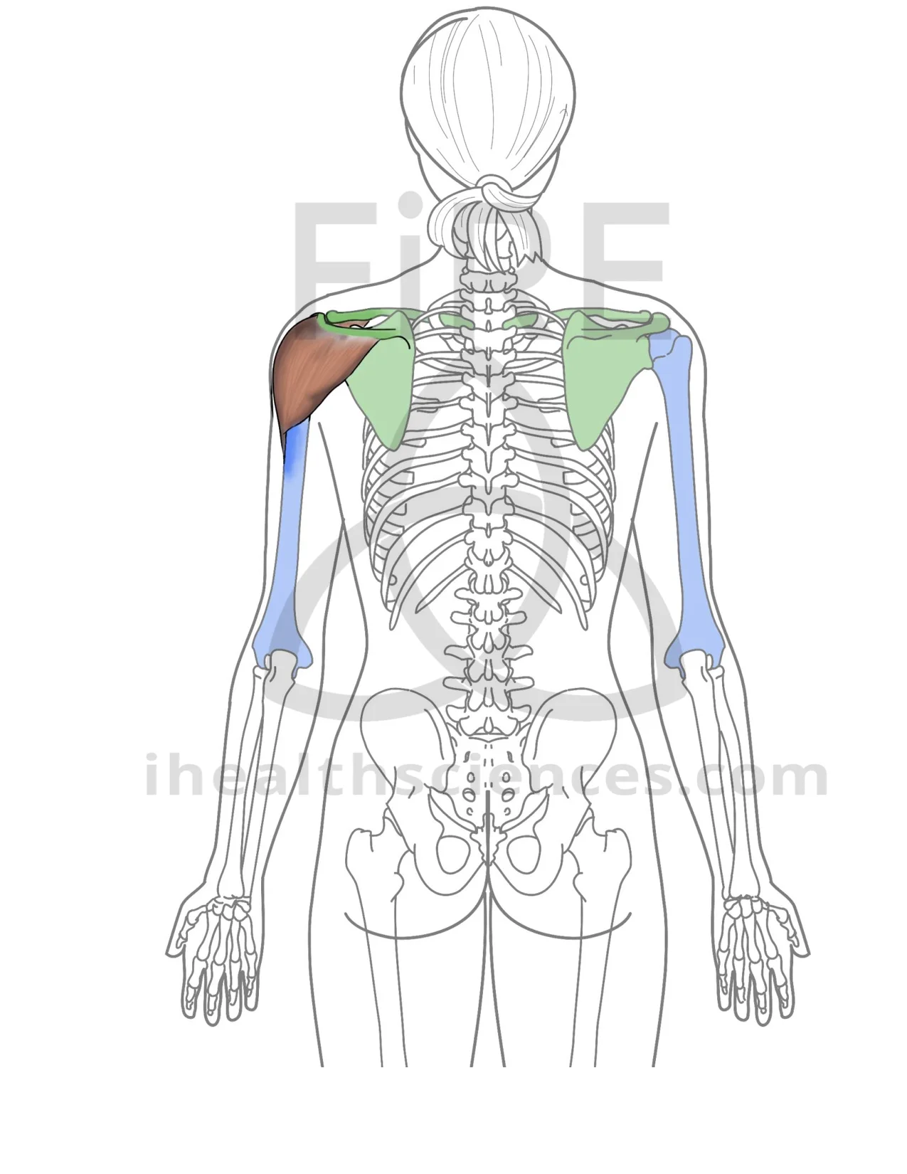 Posterior Deltoid — Integrated Health Sciences