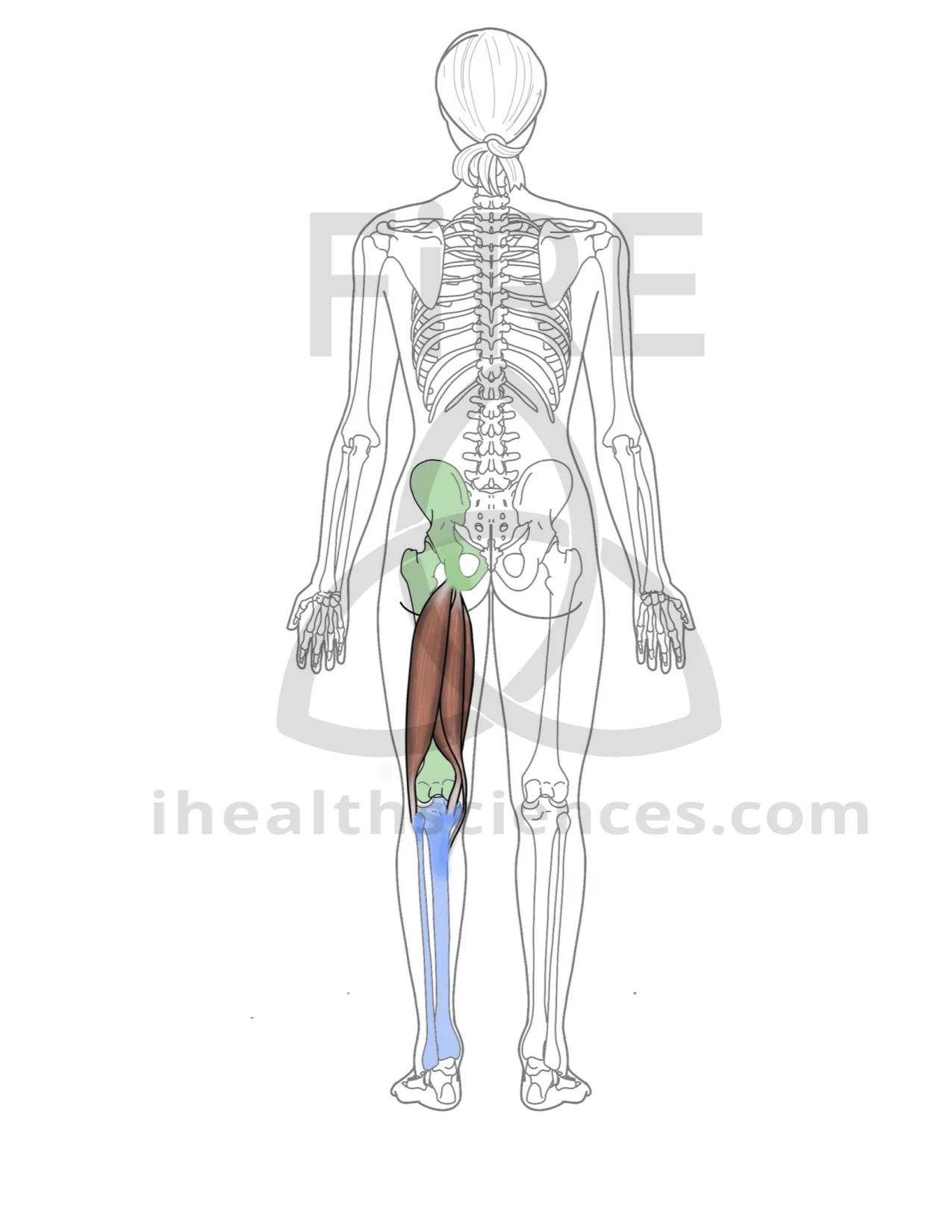 Semitendinosus — Integrated Health Sciences