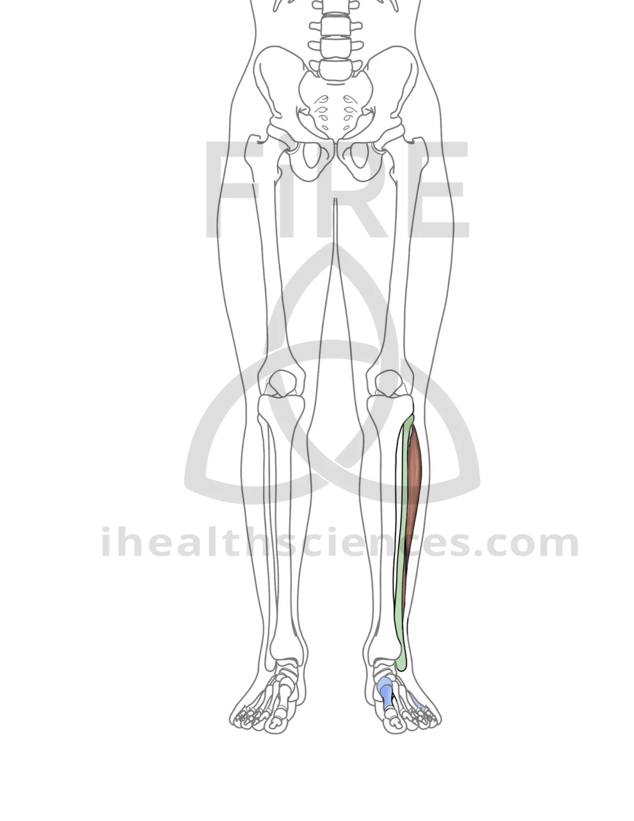 Peroneus Longus — Integrated Health Sciences