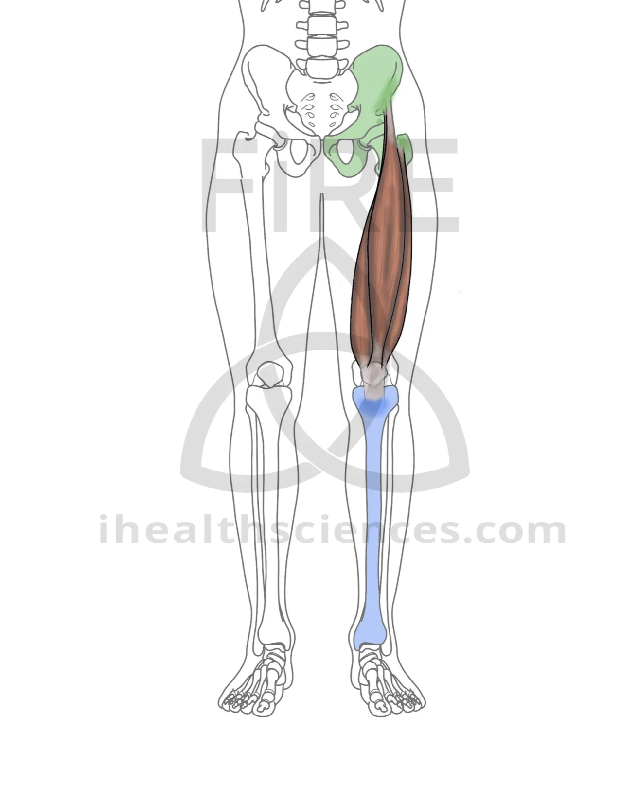 Vastus Lateralis — Integrated Health Sciences