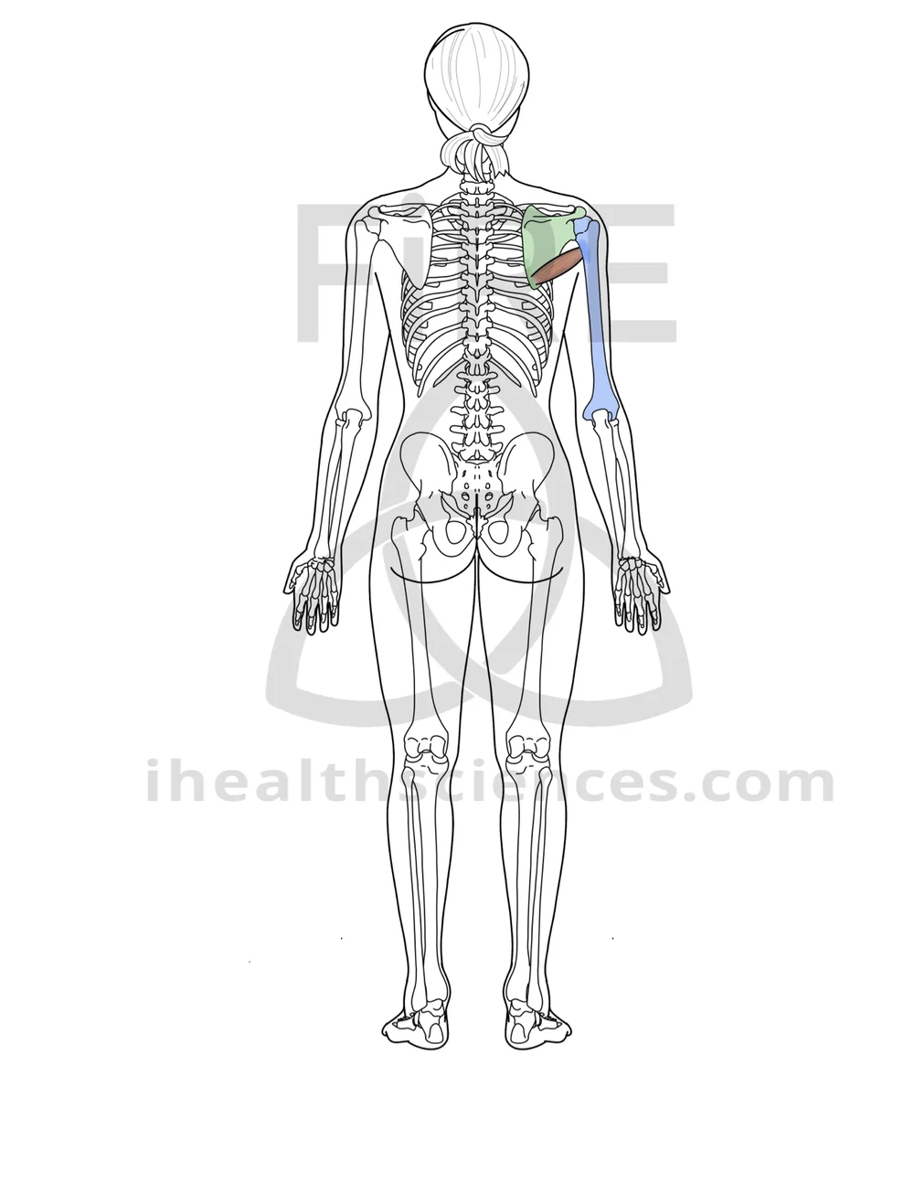 Teres Major — Integrated Health Sciences