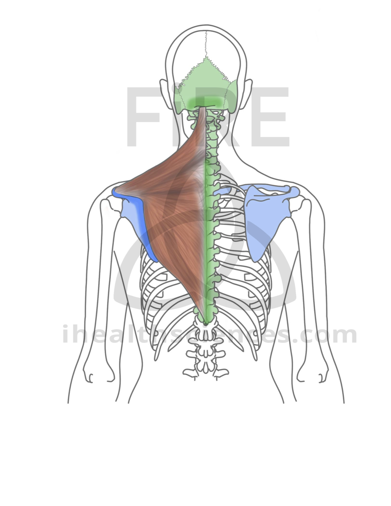 Middle Trapezius — Integrated Health Sciences