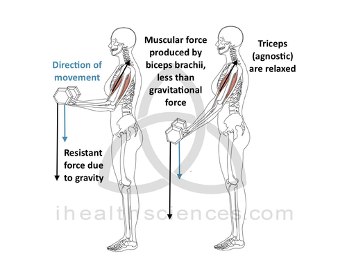 Muscle Actions — Integrated Health Sciences
