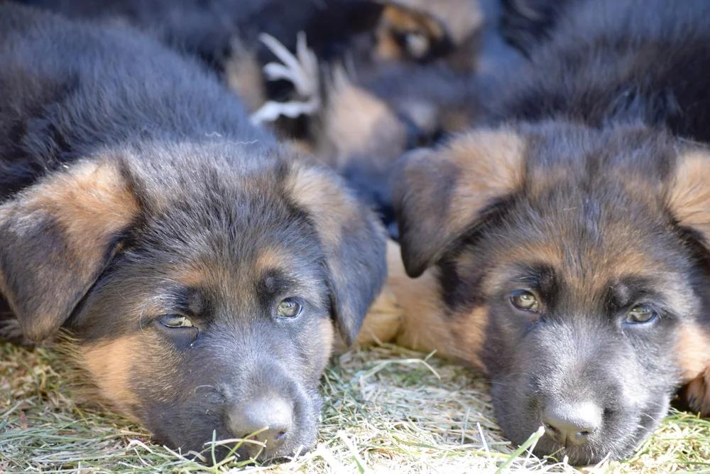 Trained Puppies — Casimir German Shepherds