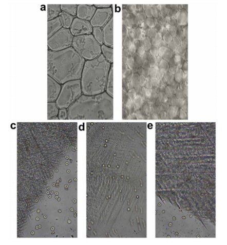 Small Molecule Ice Recrystallization Inhibitors Enable Freezing of ...