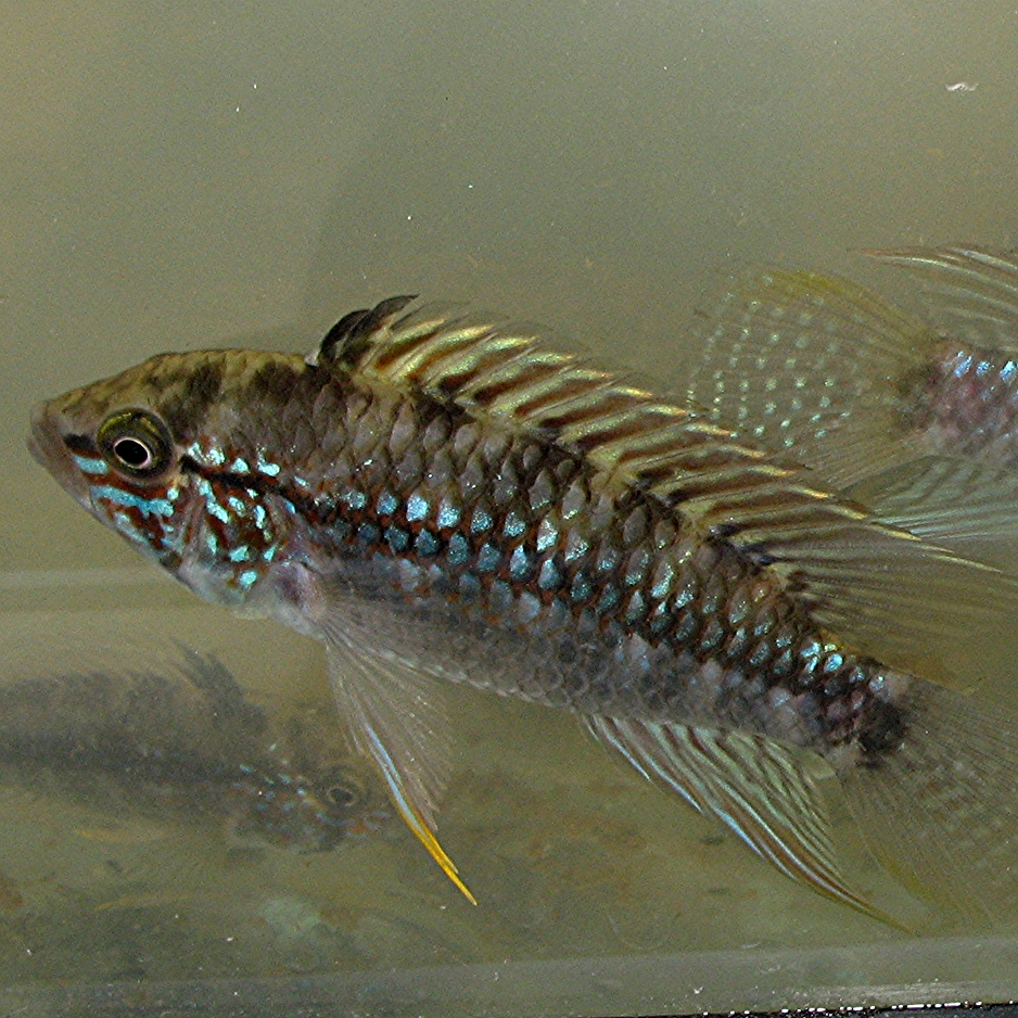 Amazon Fish Collecting — MT Amazon Expeditions