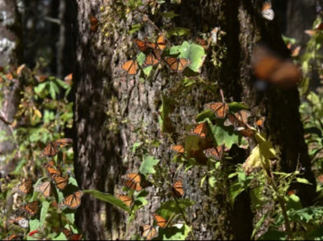 The Monarch butterfly and Día de Los Muertos — HECHO: Hispanics ...