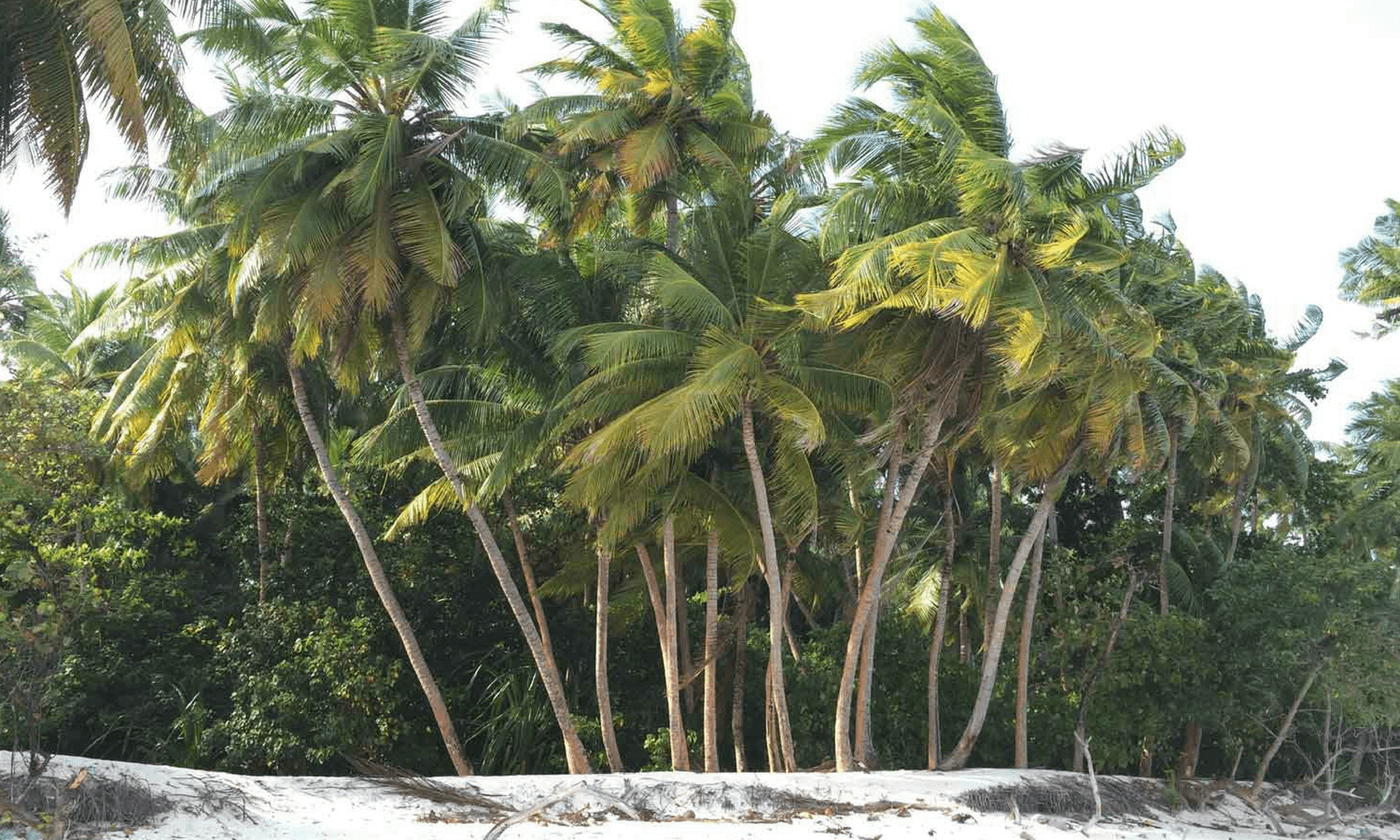 Case Studies — Canupy Content – Social Media Marketing and Copywriting