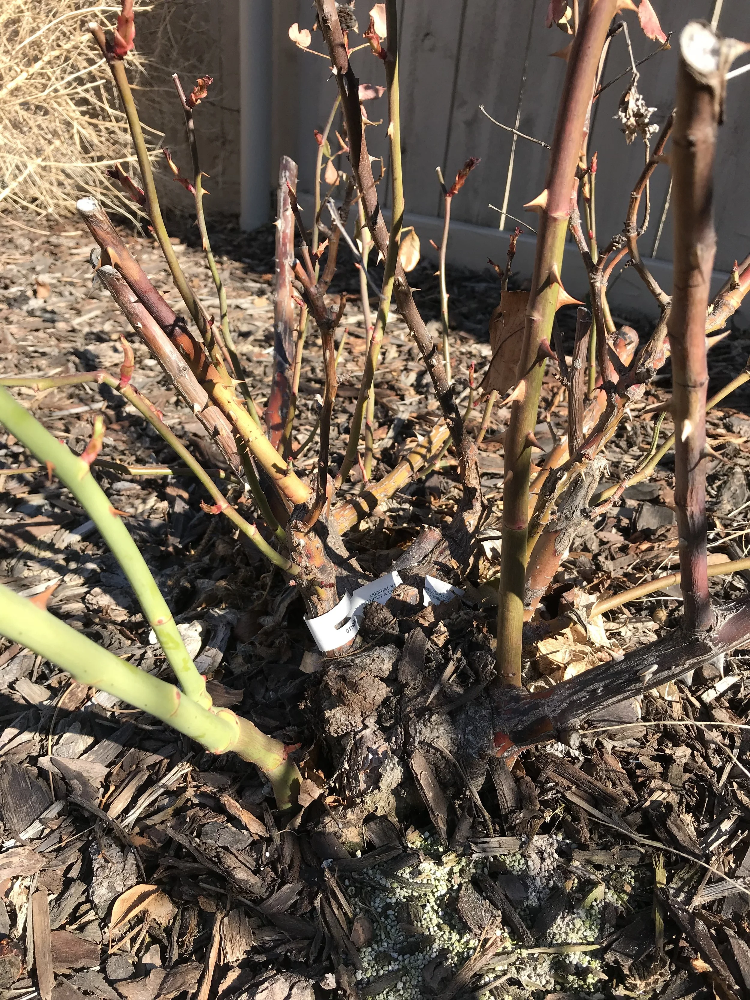 What to do when your rose bolts? — Job's Nursery and Pumpkin Patch LLC