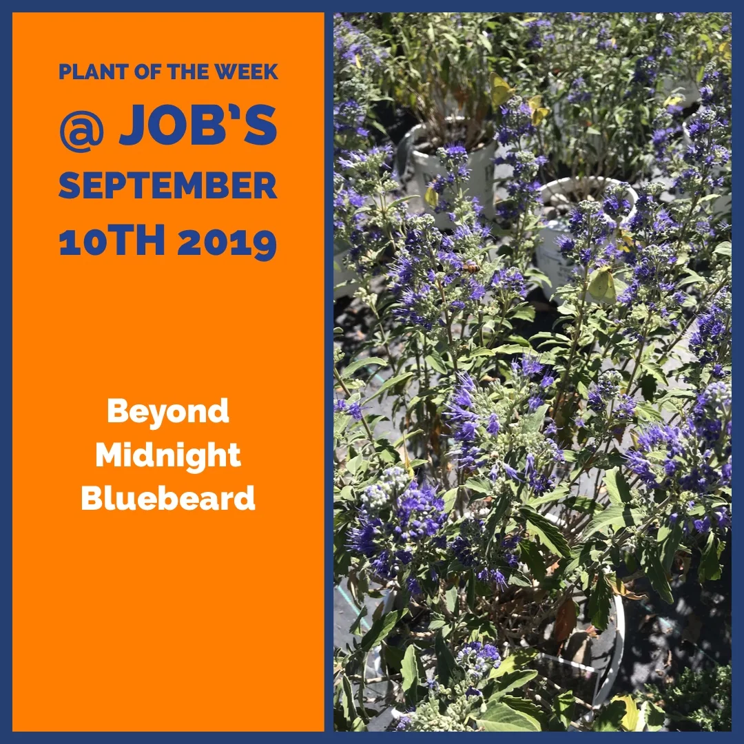 Plant of the Week for September 10, 2019 — Job's Nursery and Pumpkin ...