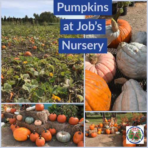 Job's Pumpkin Patch — Job's Nursery and Pumpkin Patch LLC