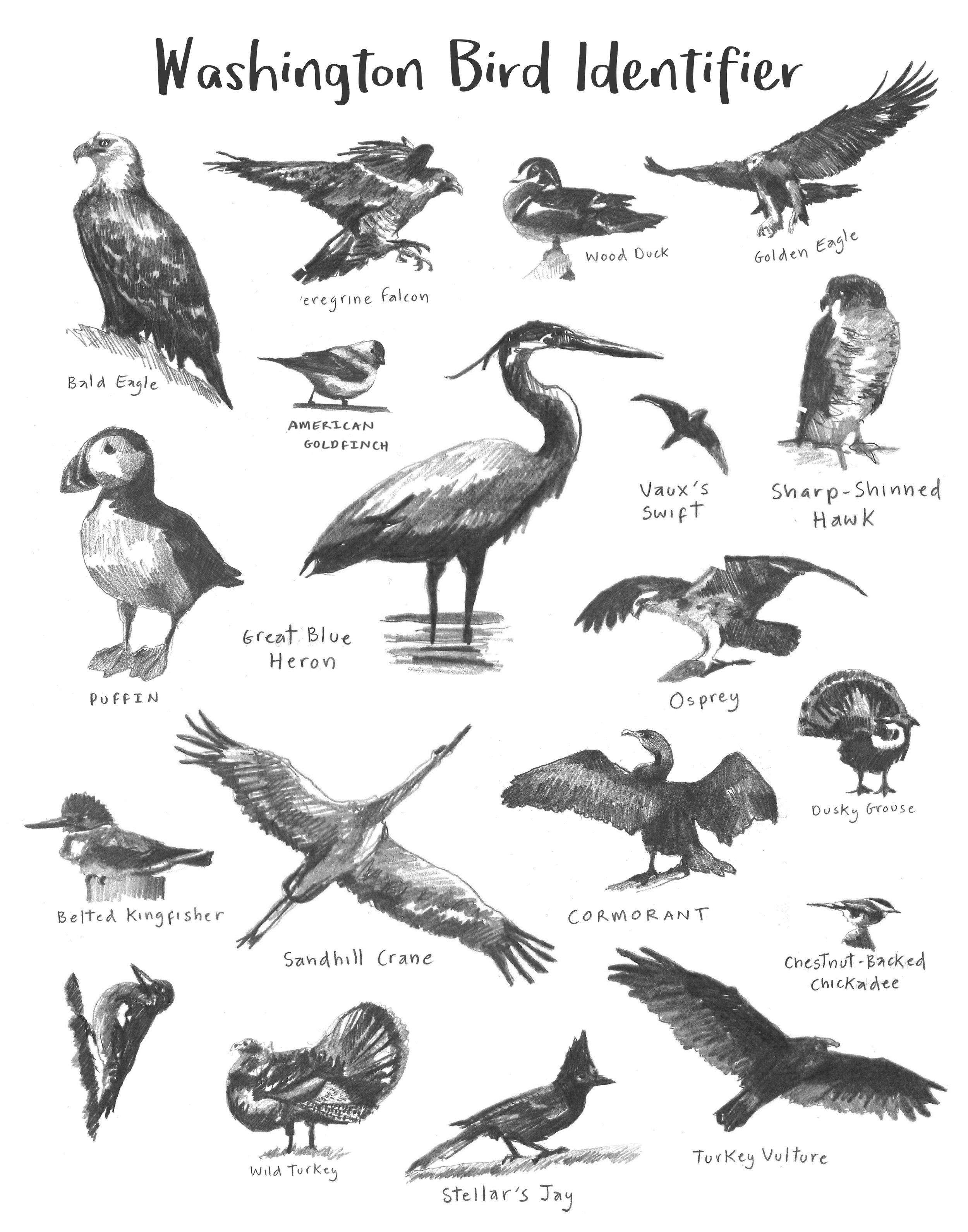 Washington Bird Identifier IamBibby washington-bird-identifier-iambibby