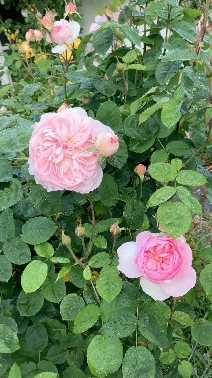 Original art — Laly Mille Mixed Media Art