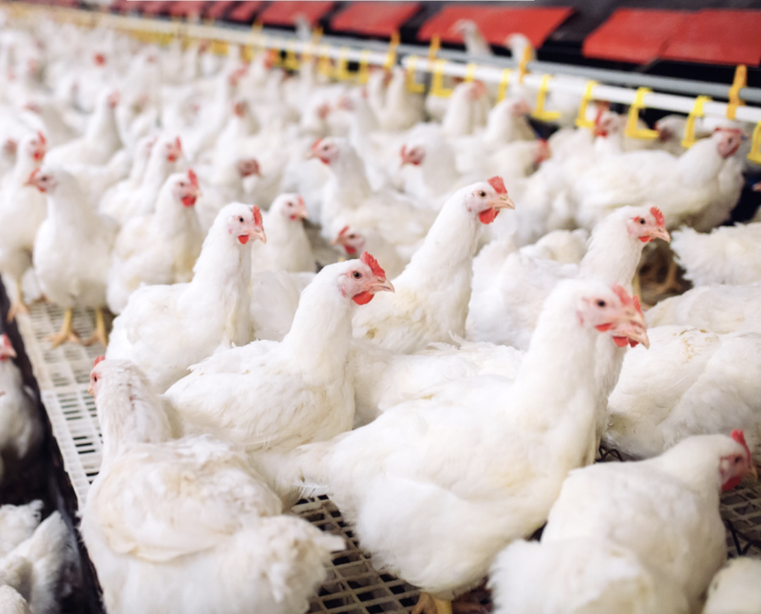 Chicken: Why Pasture-Raised Is Better — Pamela Grant, L.Ac, NTP