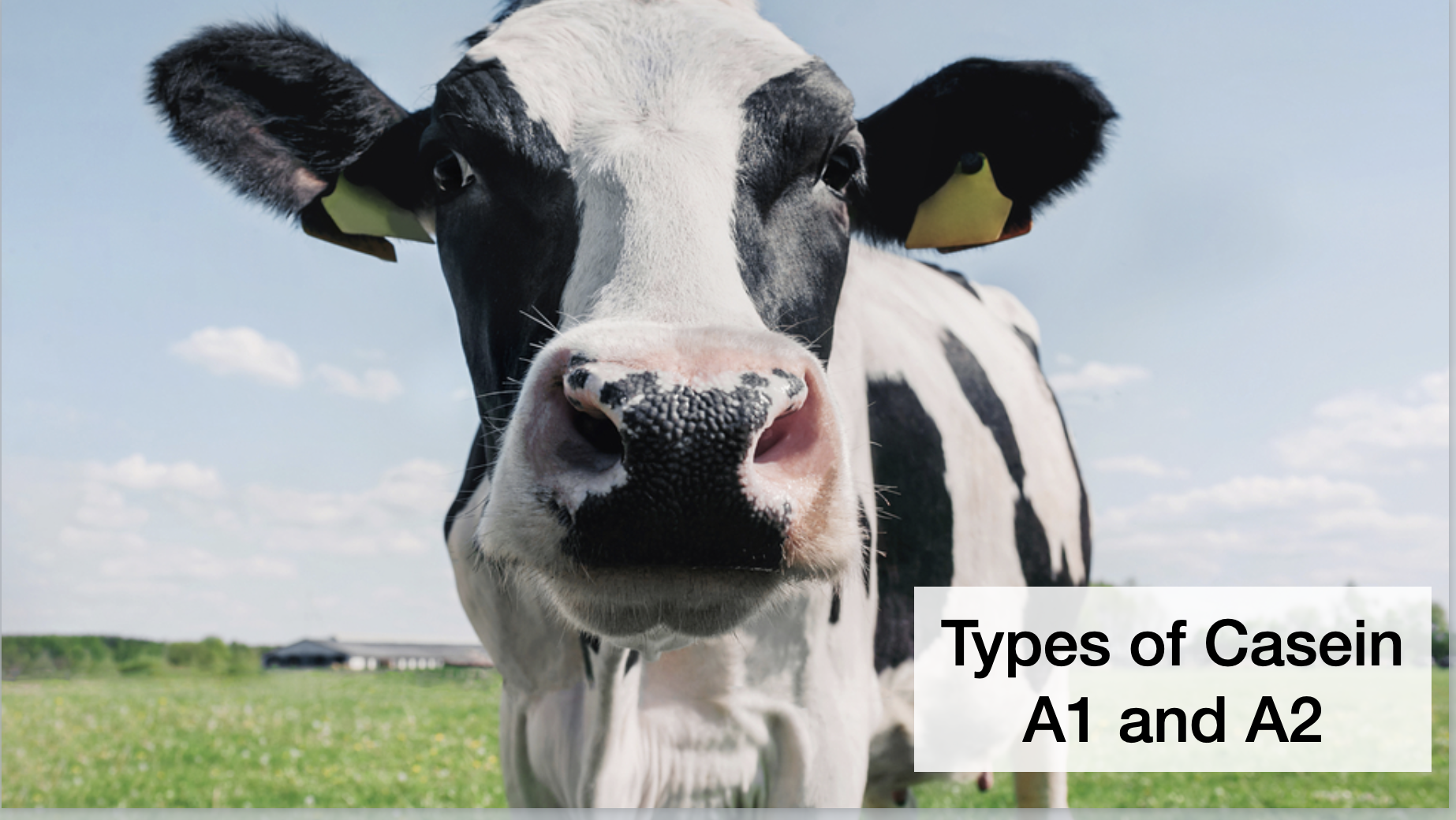 Protein: Do You Know What's On Your Plate? — Pamela Grant, L.Ac, NTP