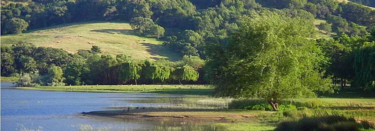 Stafford Lake Park In Novato — The Costa Group