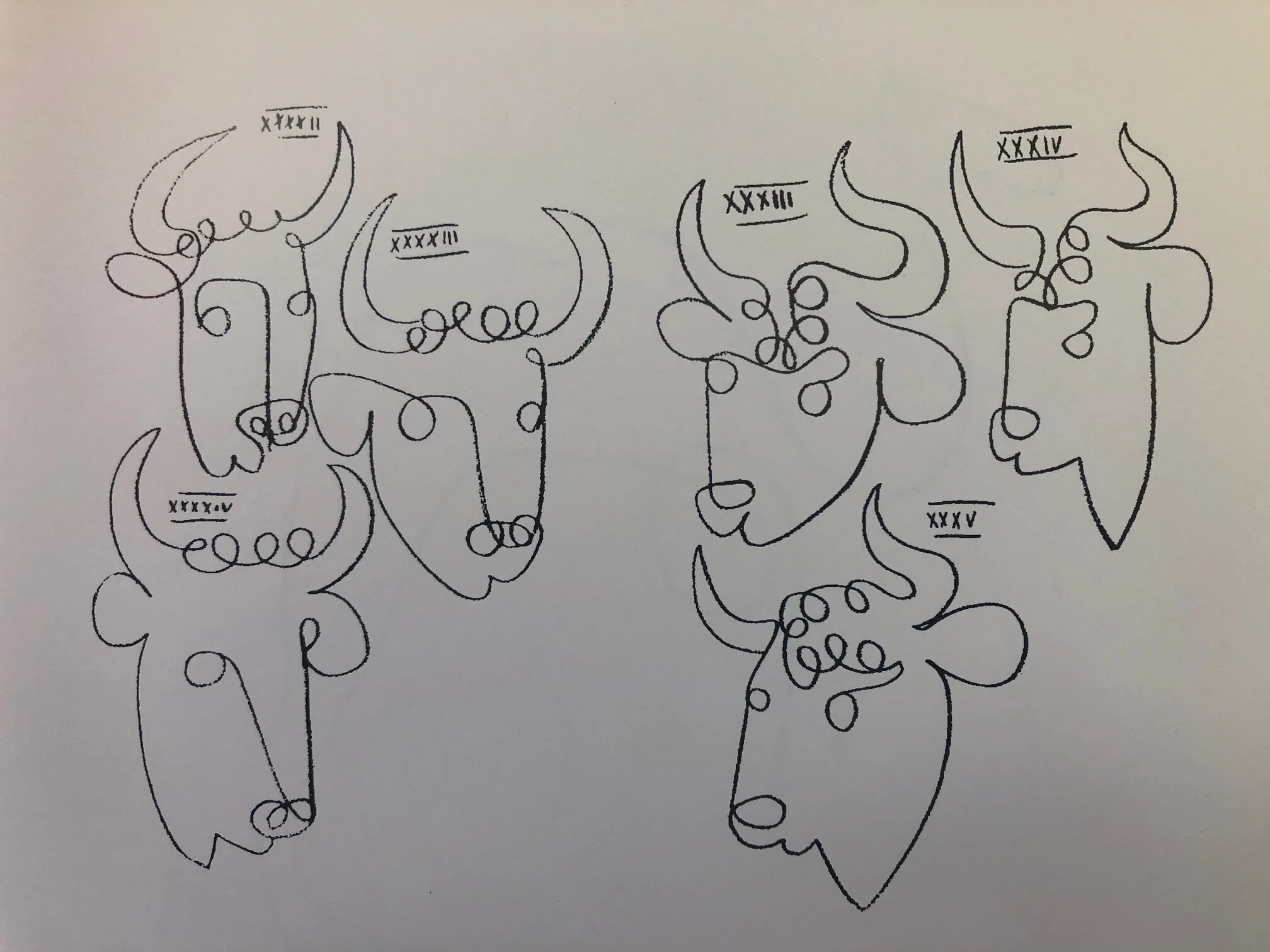 Picasso Line Drawings Bull