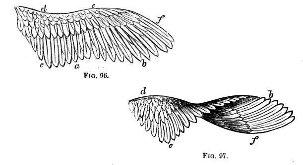 Wing Warping - Design Inspiration for the Camp Hall Trailheads — Rush ...