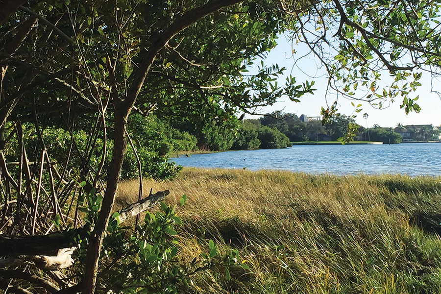 Marie Selby Botanical Gardens — OLIN