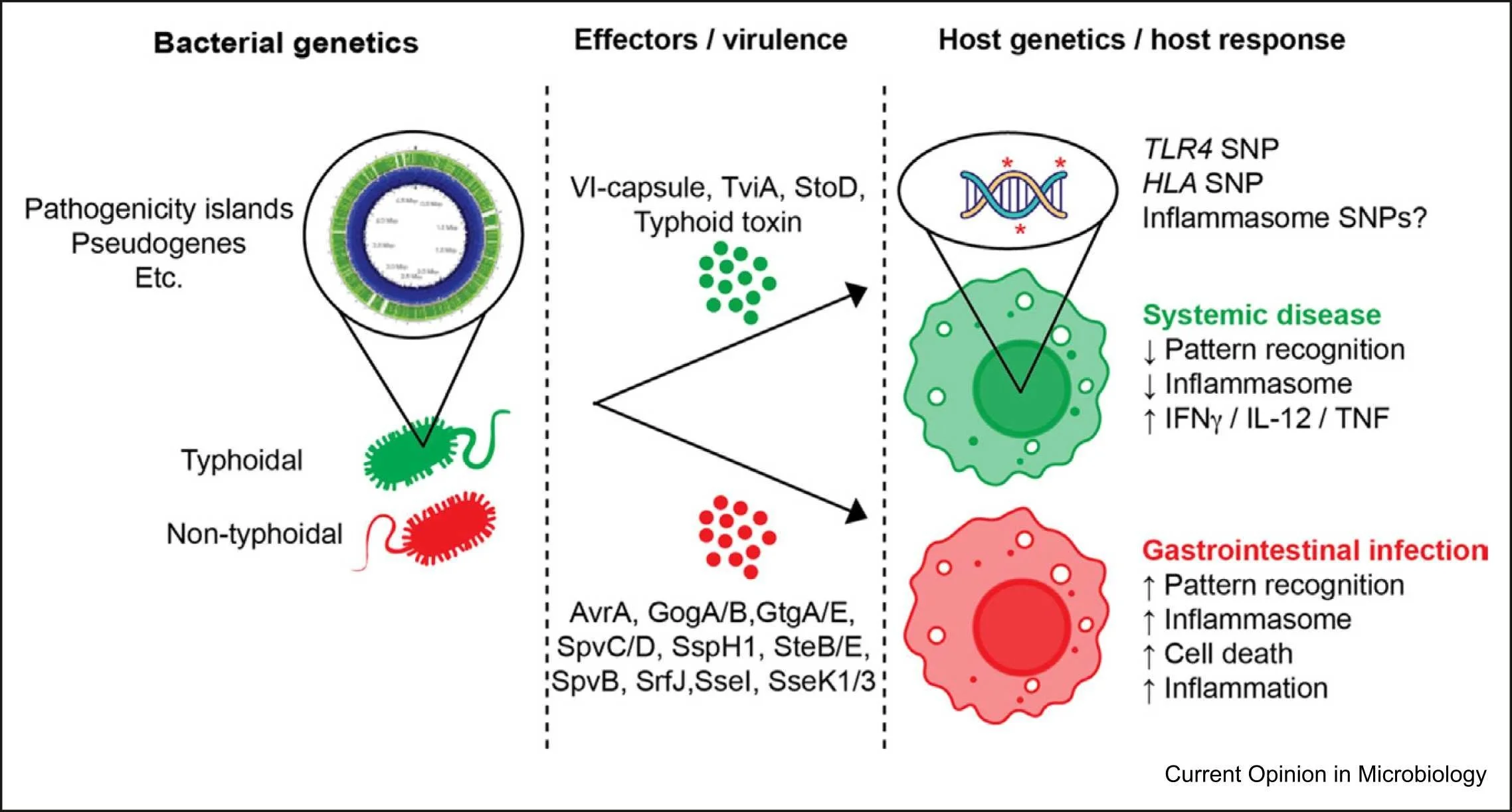 Publications — Monack Lab