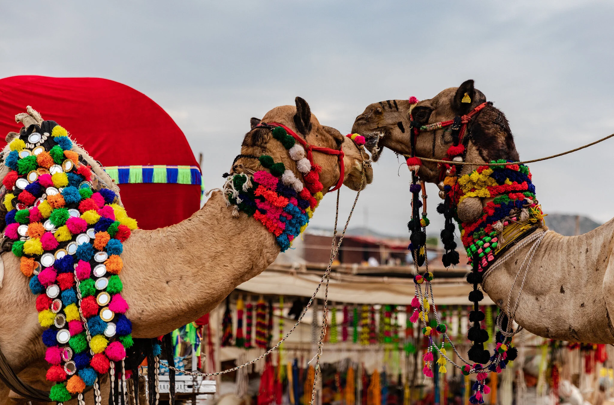 CATALYST - 10 Animal Festivals From Around the World That You’ve Likely ...