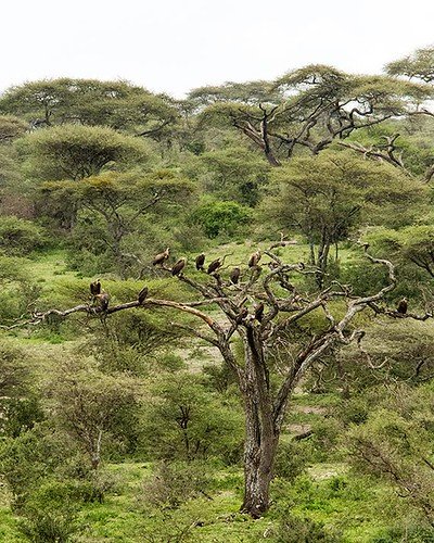 Sahel Plants