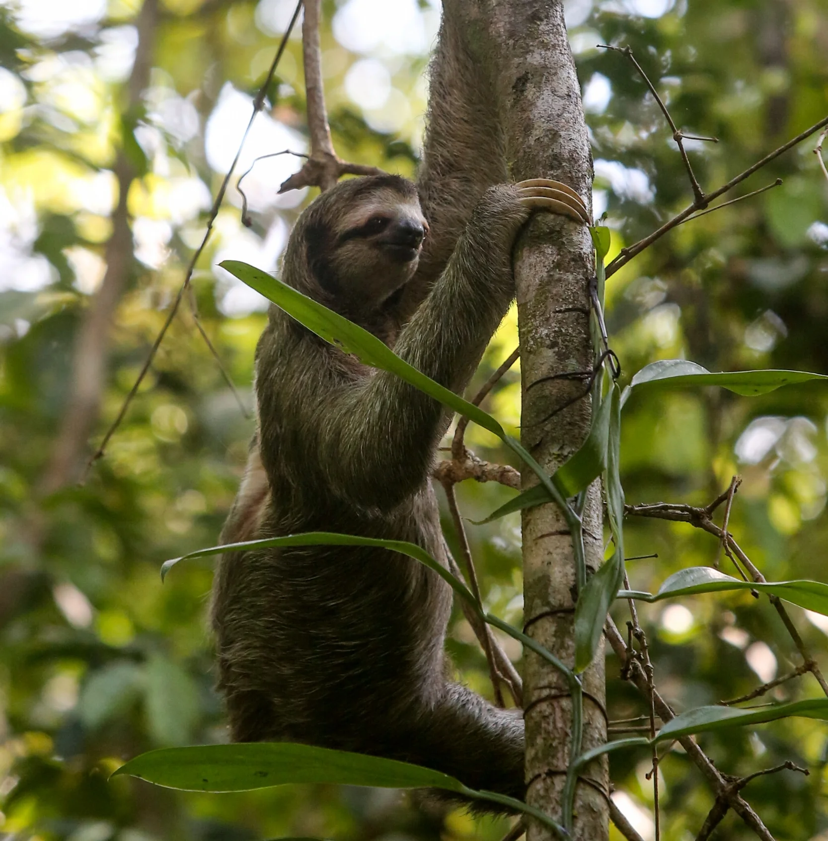 Los Monos Sportfishing | CR