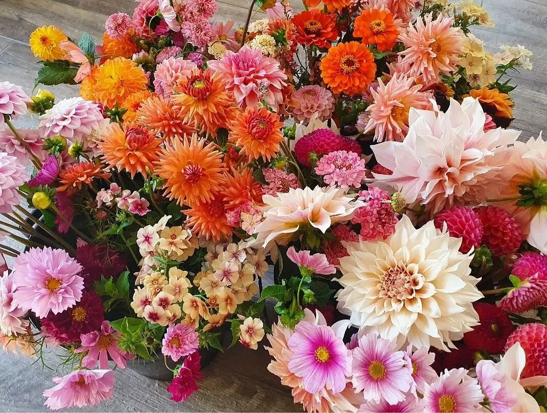 Pipley Flowers Flower farm and florist in Bristol and Bath