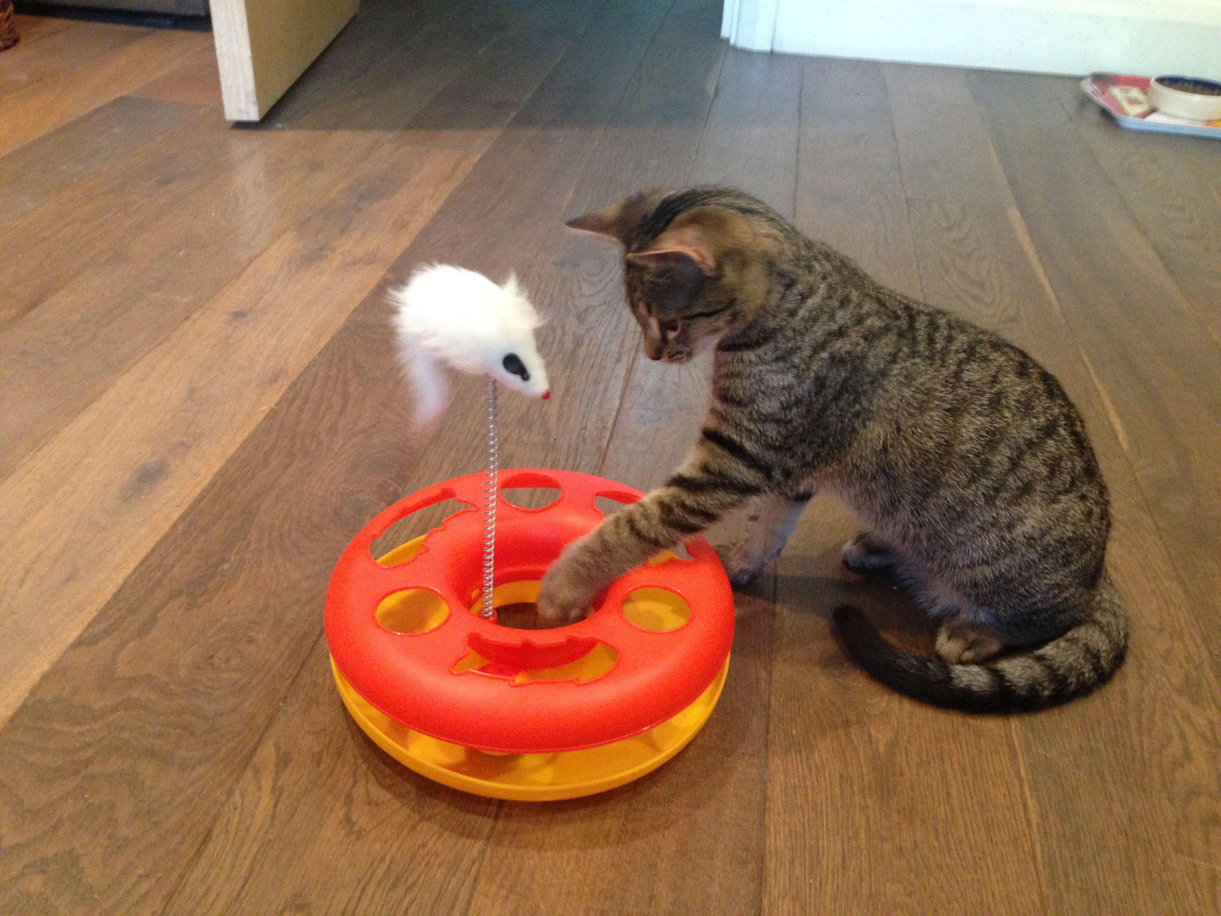 Physiotherapy for Cats — 4 Point Physio