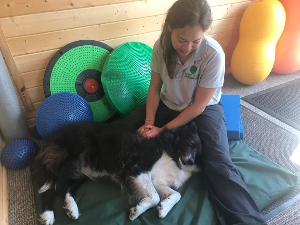 Dogs — 4 Point Physio