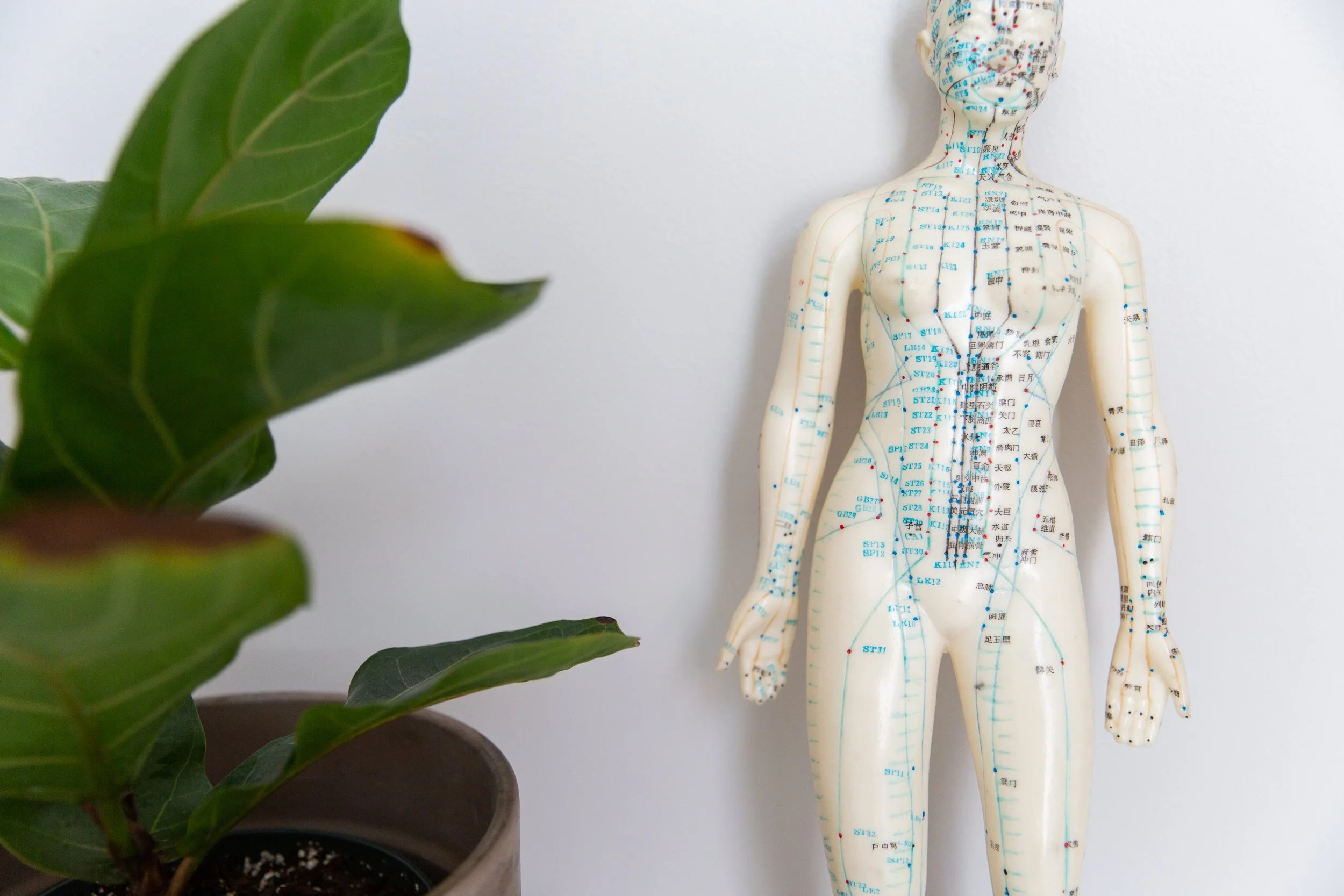 BLOG — Little Dragon Wellness DC