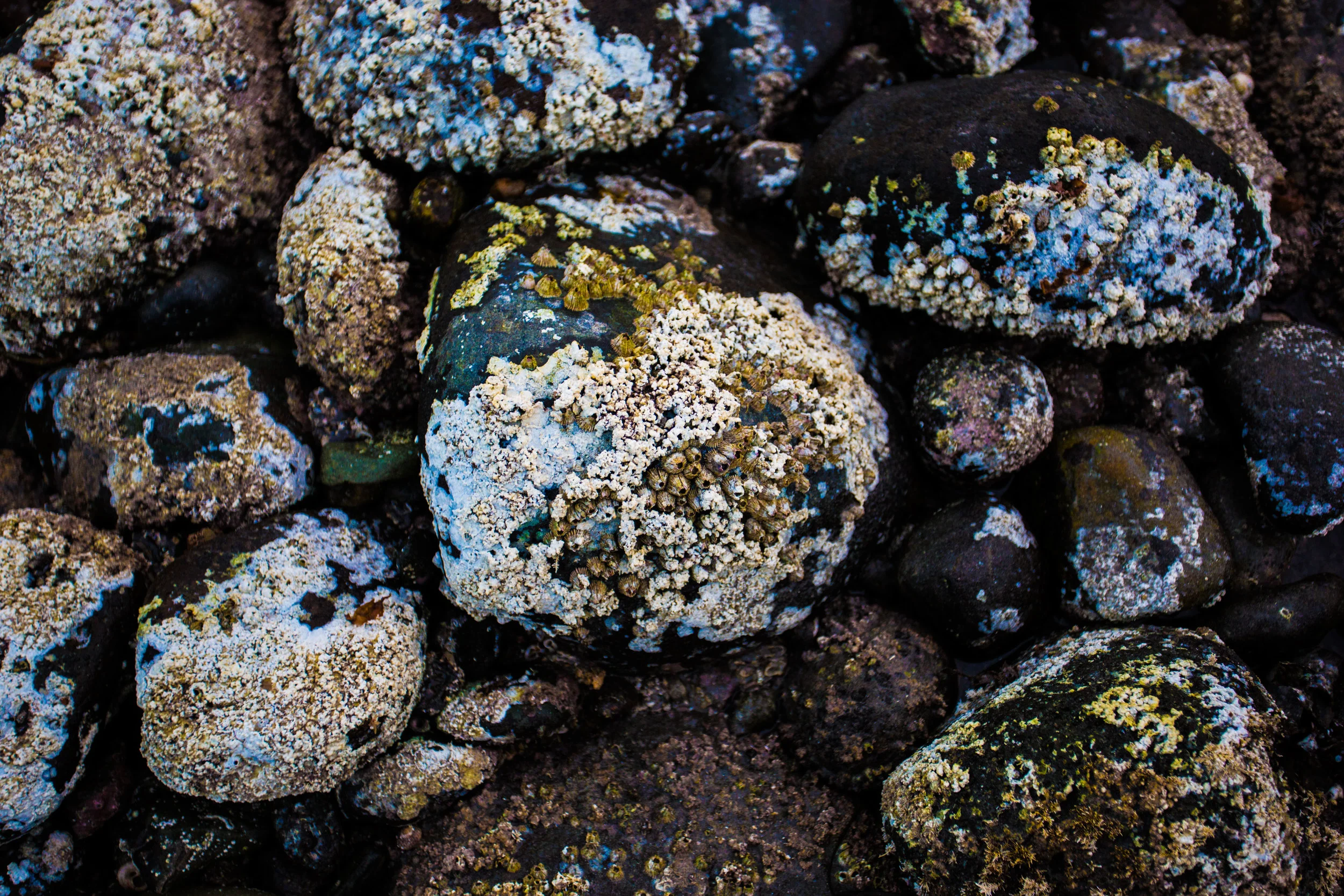 The Bull — Eric Ebner