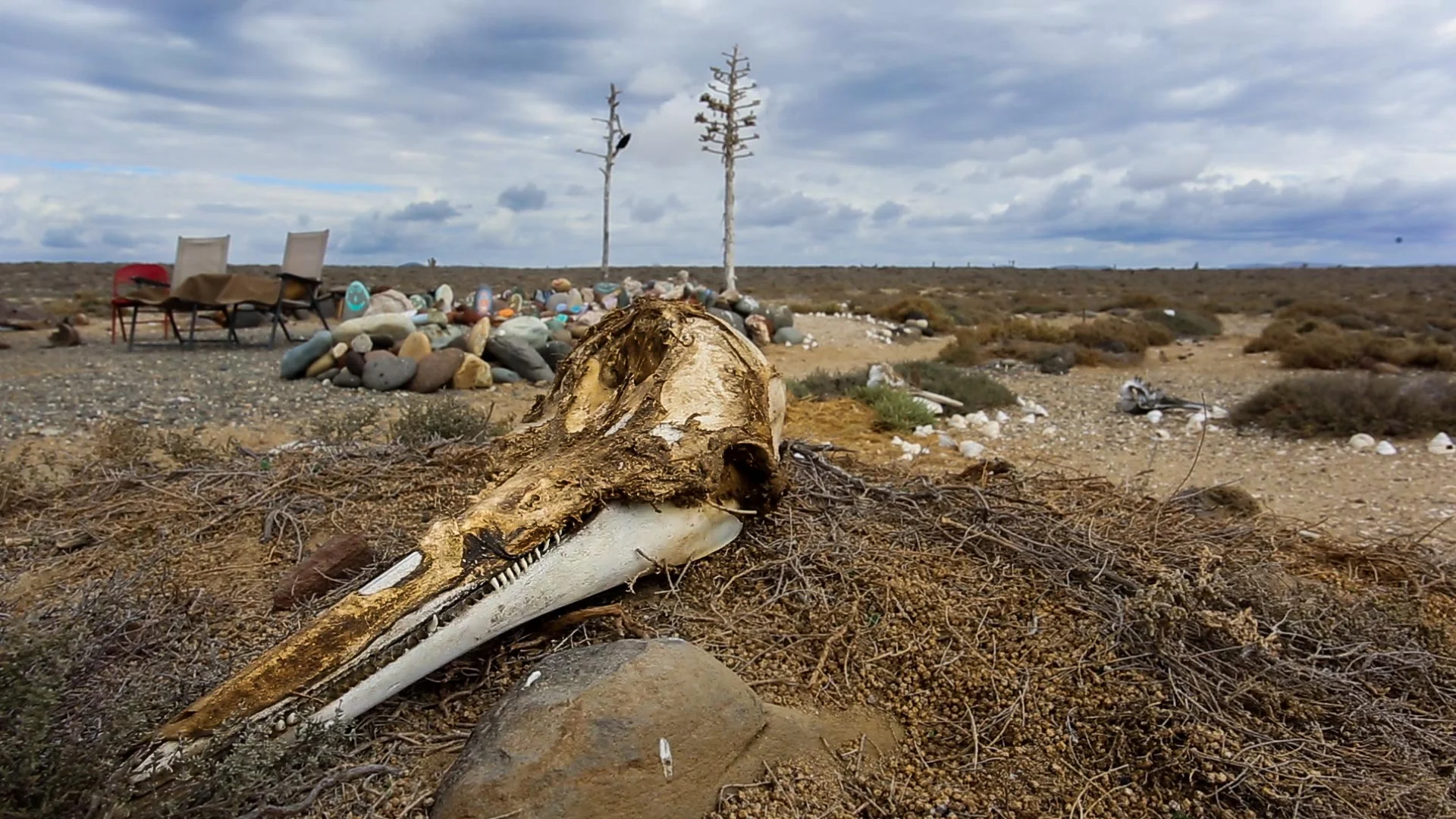 The Bull — Eric Ebner