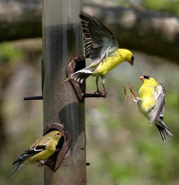 Primary resources — ASAB