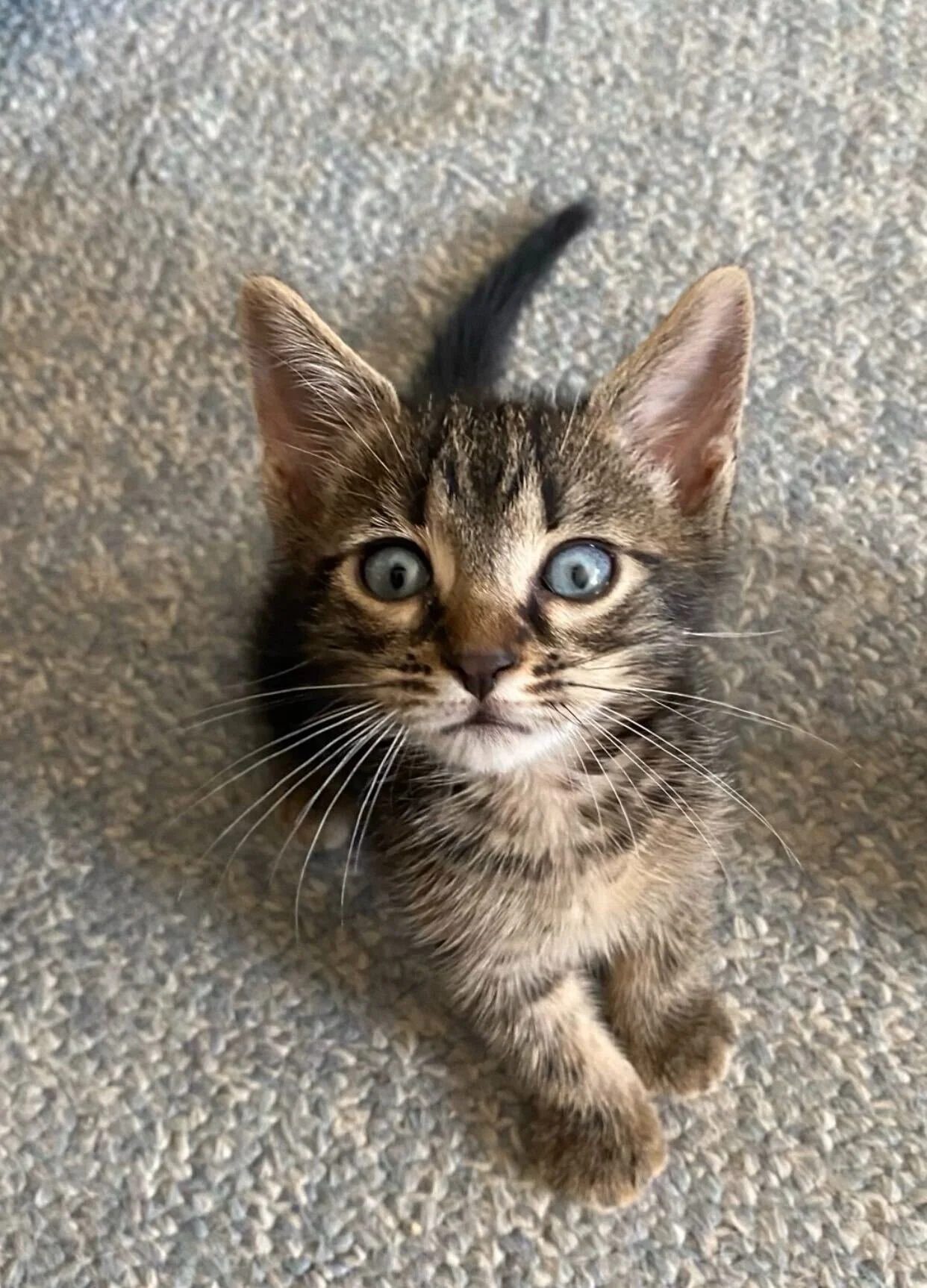 happy tails 2020 — Northport Cat Rescue