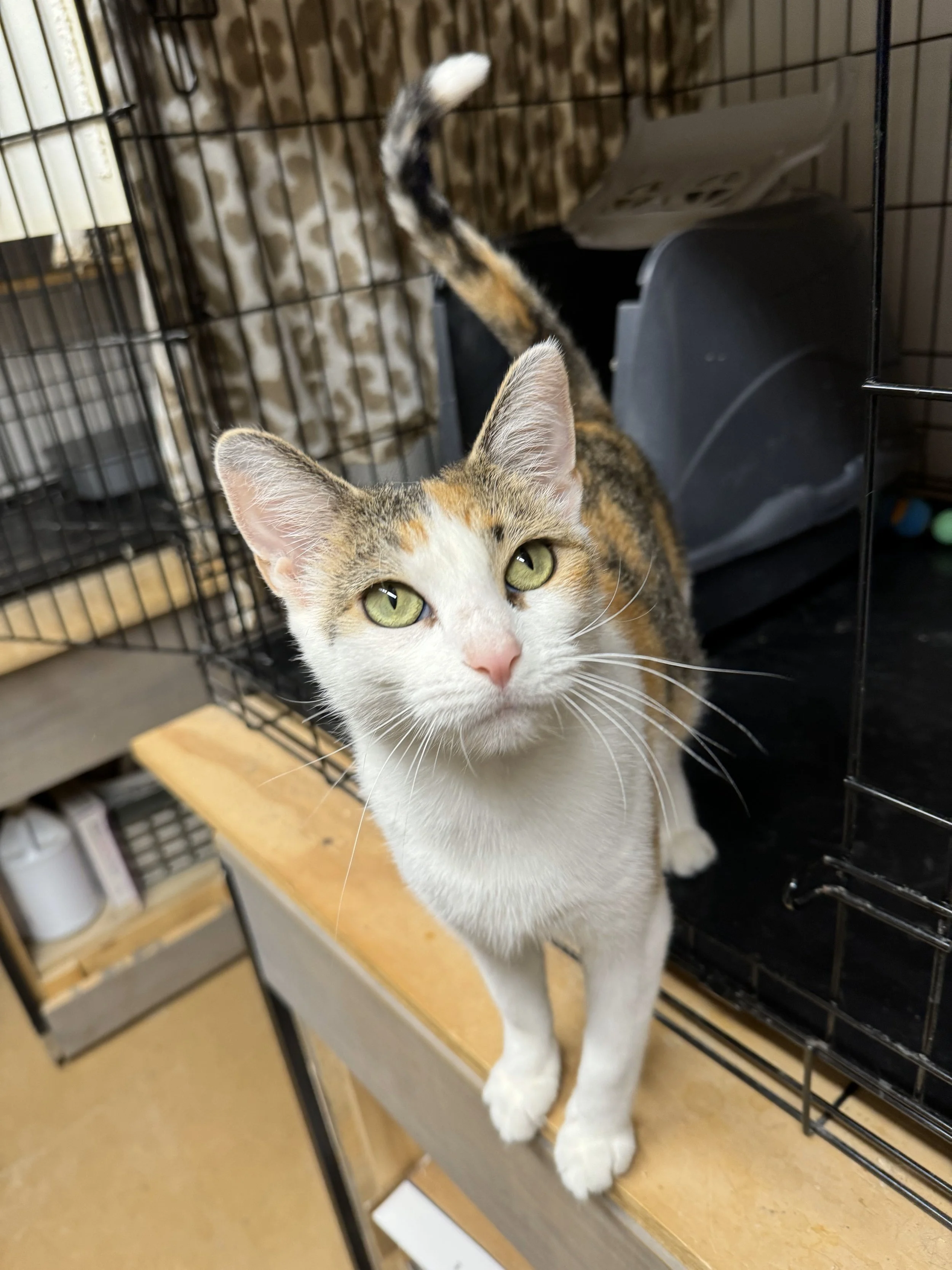Cats For Adoption — Northport Cat Rescue