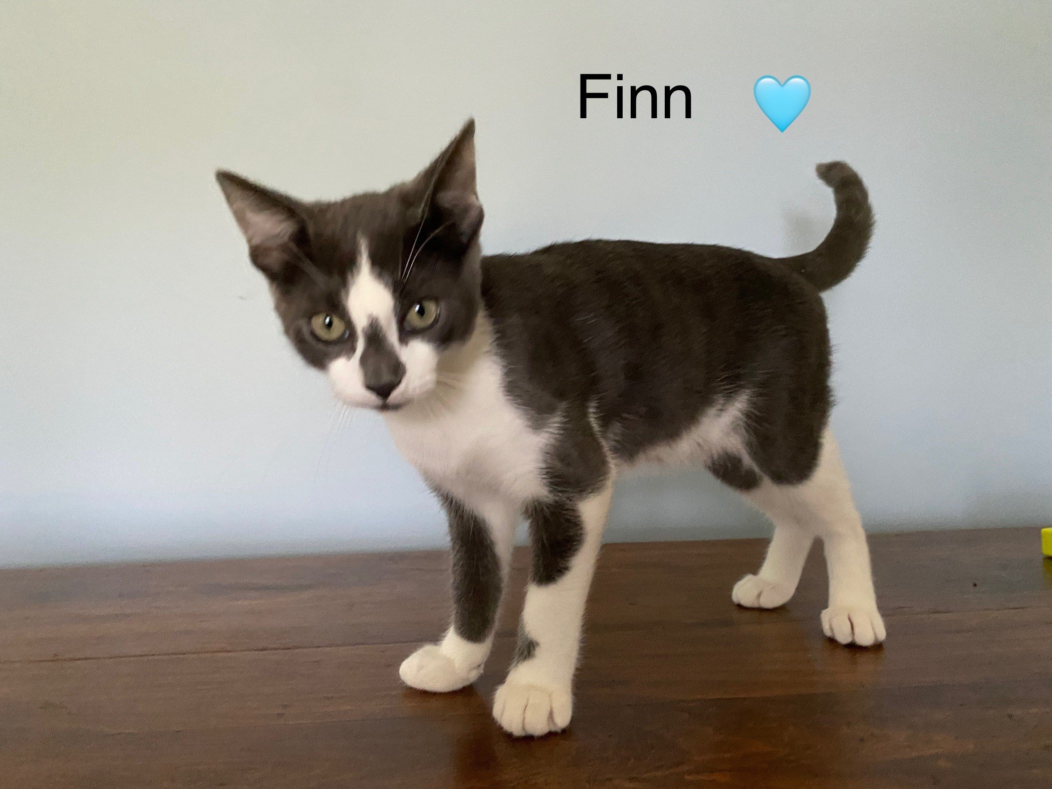 Cats For Adoption — Northport Cat Rescue