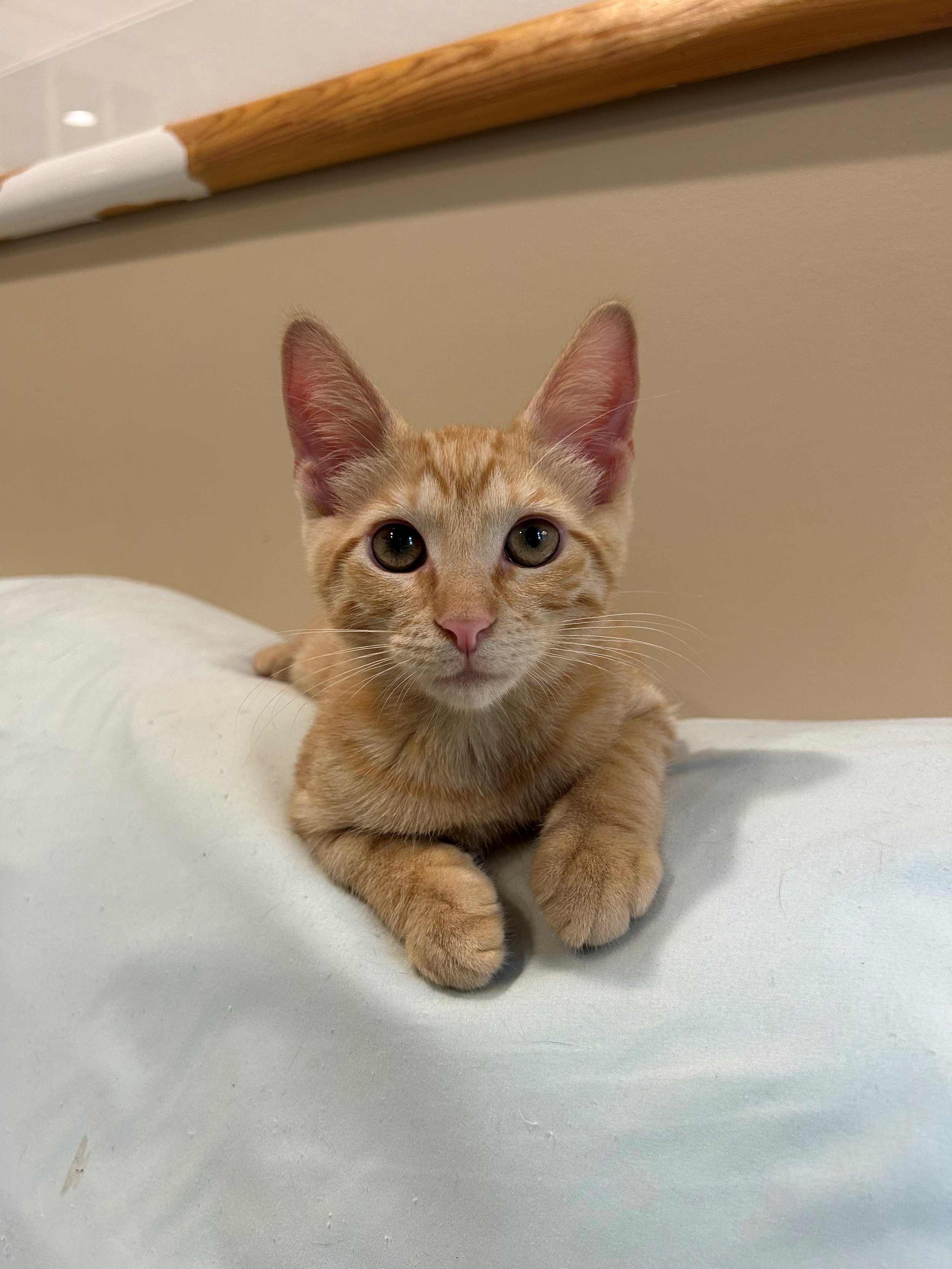 Cats For Adoption — Northport Cat Rescue