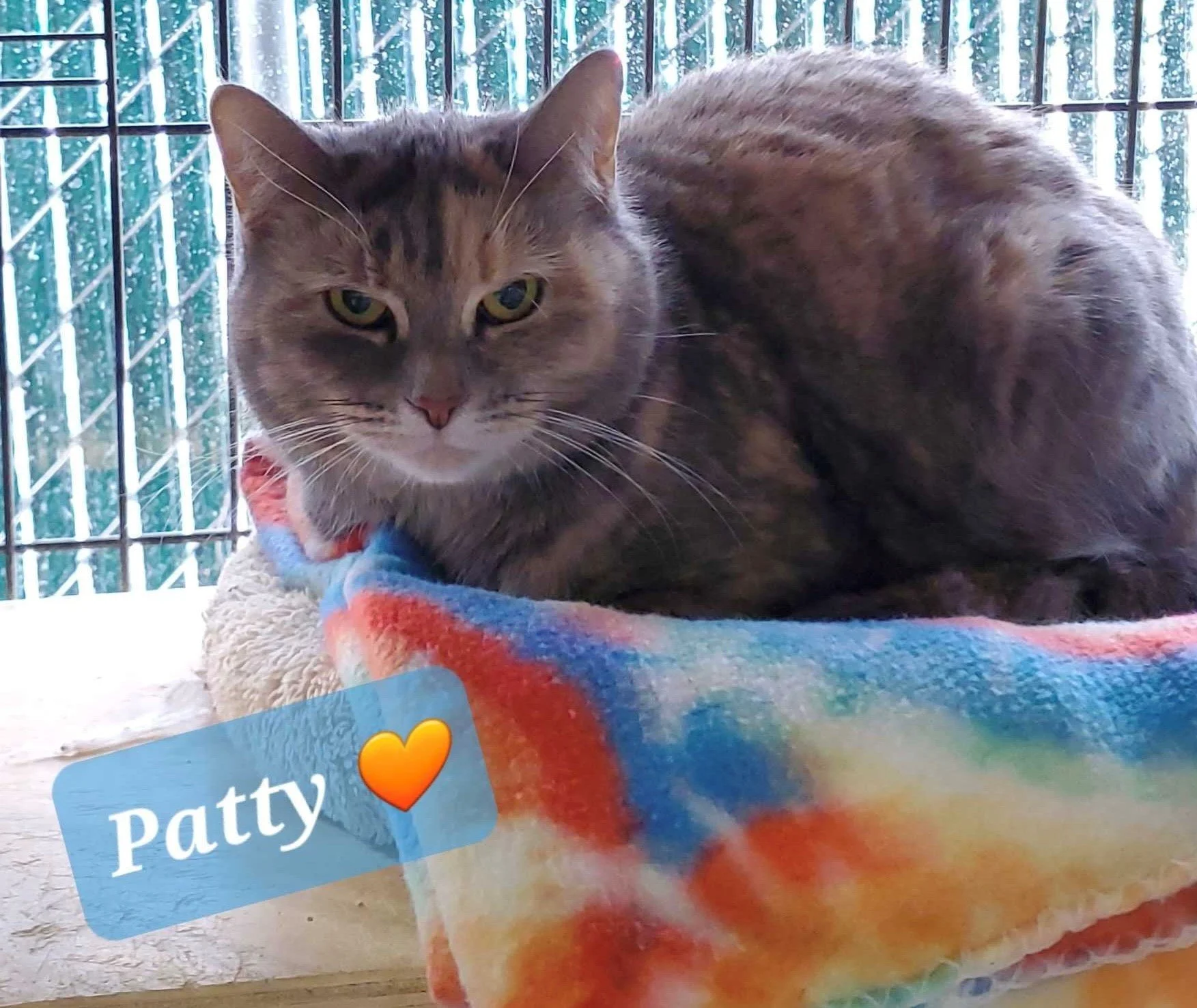 Cats For Adoption — Northport Cat Rescue